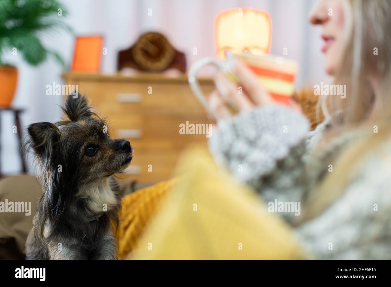 A young woman is drinking tea from a cup and a dog is watching. Close ...