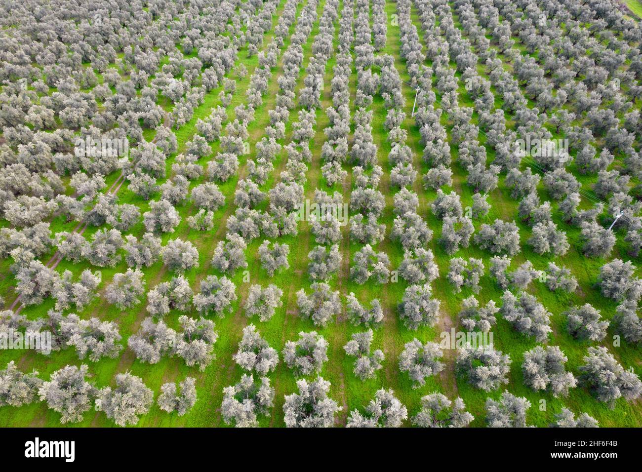 Aerial view of olive grove in apulia, southern italy Stock Photo - Alamy