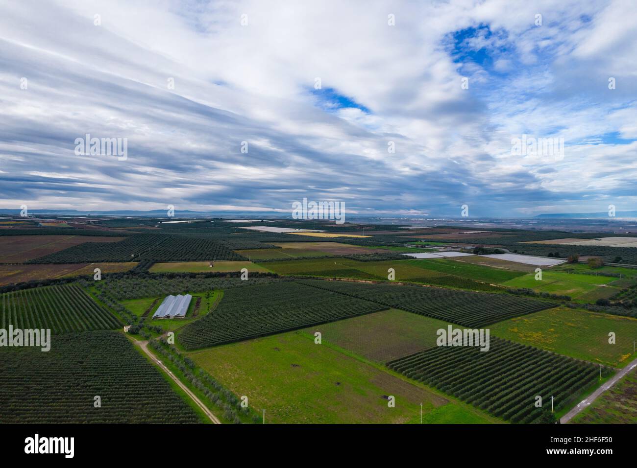 Aerial view of olive grove in apulia, southern italy Stock Photo - Alamy