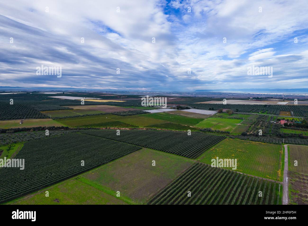 Aerial view of olive grove in apulia, southern italy Stock Photo - Alamy