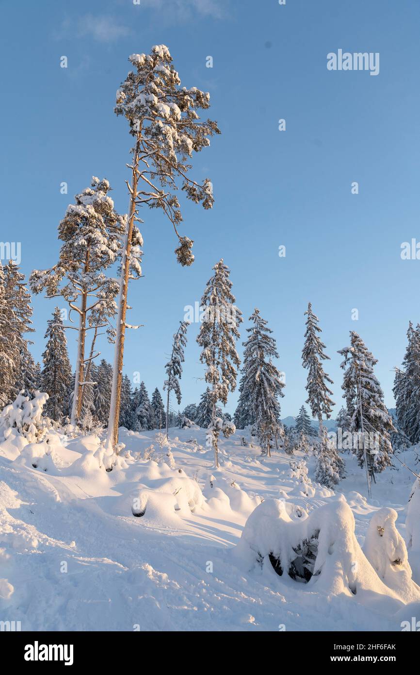 Snow in the mountain forest near Garmisch-Partenkirchen, Bavaria ...