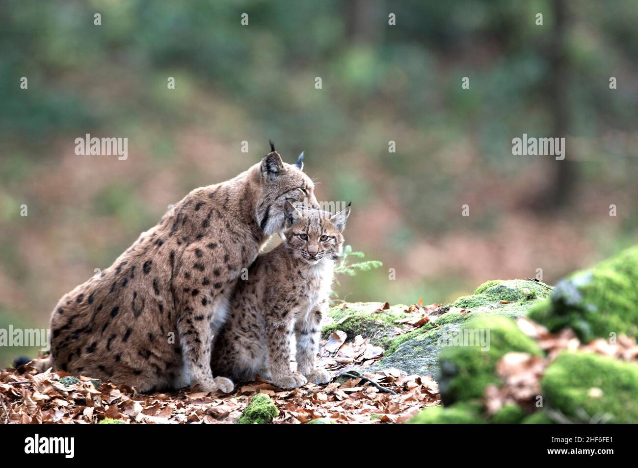 Predator and offspring hi-res stock photography and images - Alamy