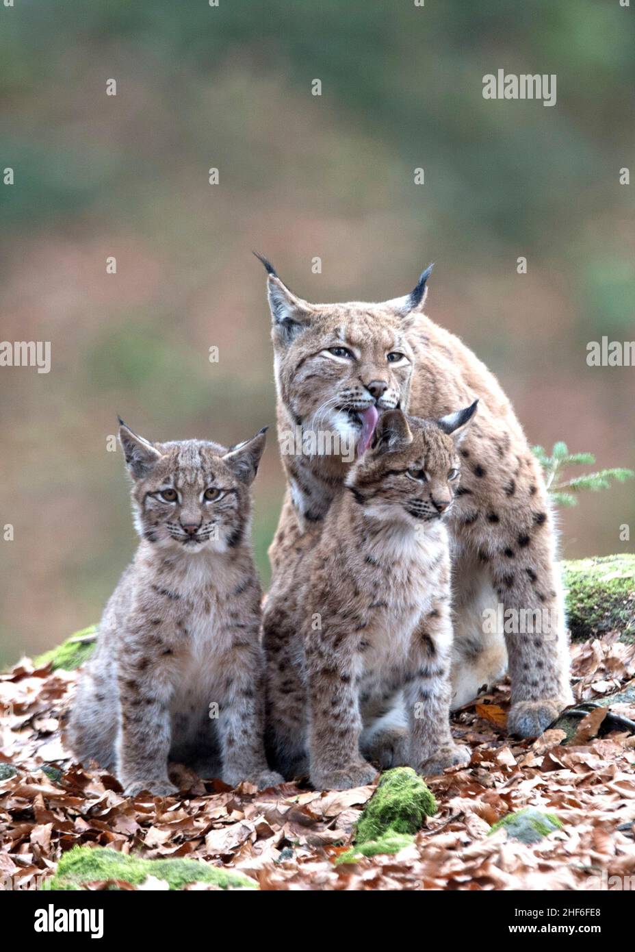 Predator and offspring hi-res stock photography and images - Alamy