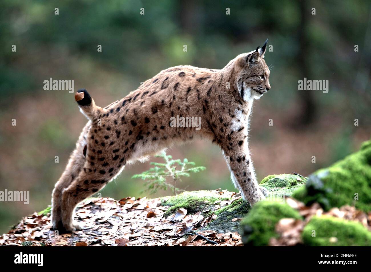 Pandiculate hi-res stock photography and images - Alamy