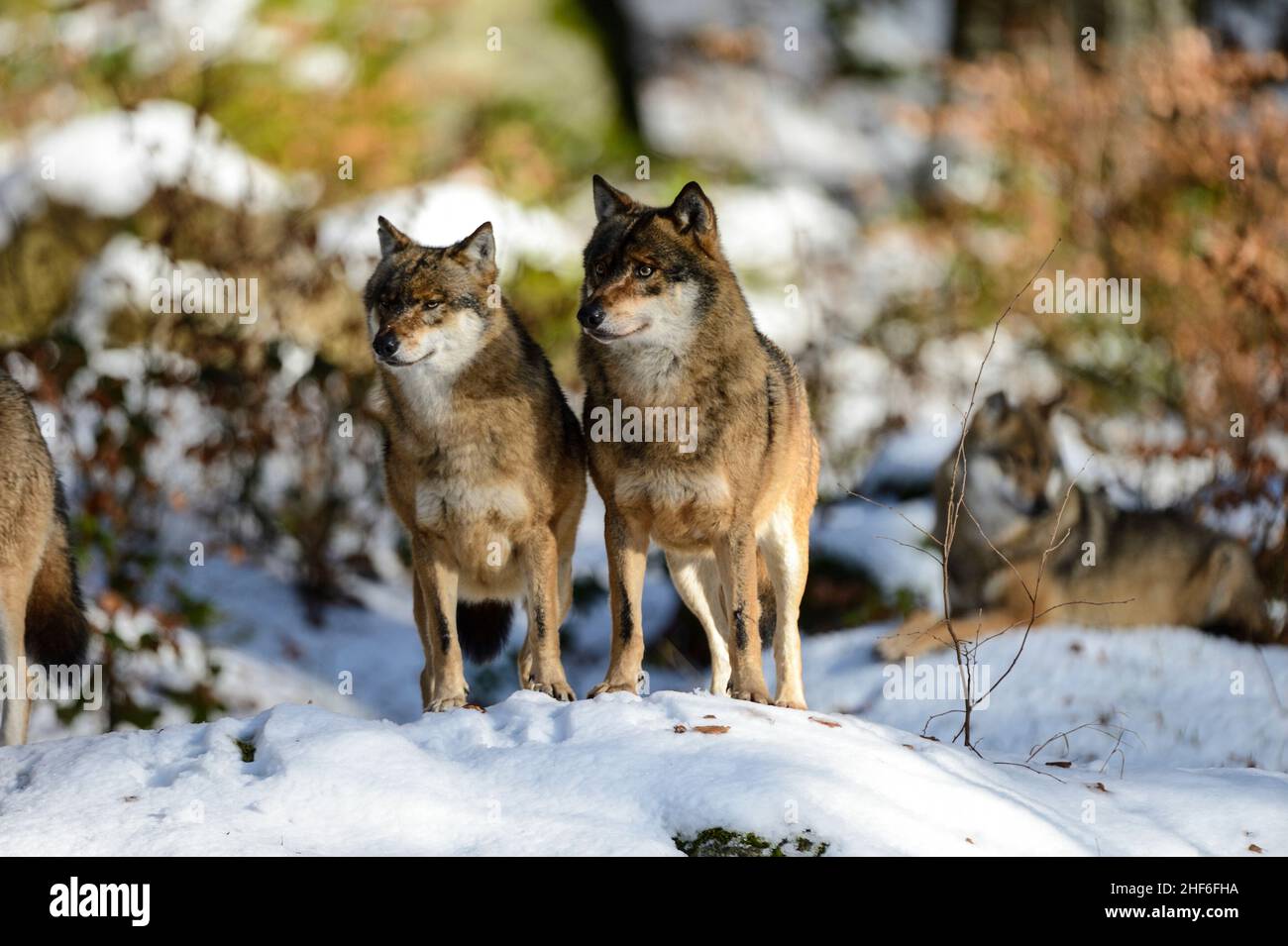 Wolves in winter hi-res stock photography and images - Alamy