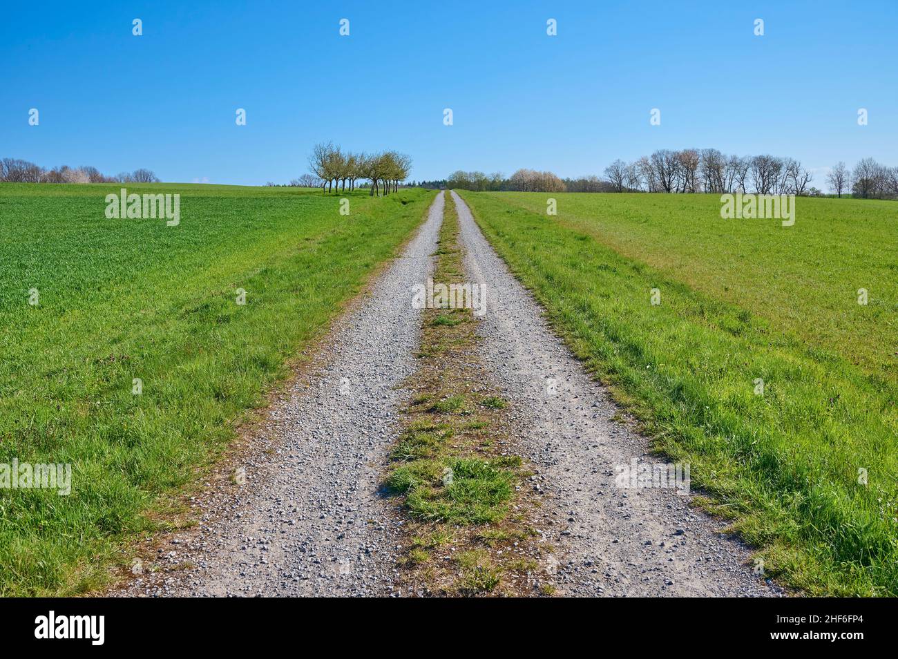 Flurweg, grain field, field trees, spring, Marktheidenfeld, Spessart ...