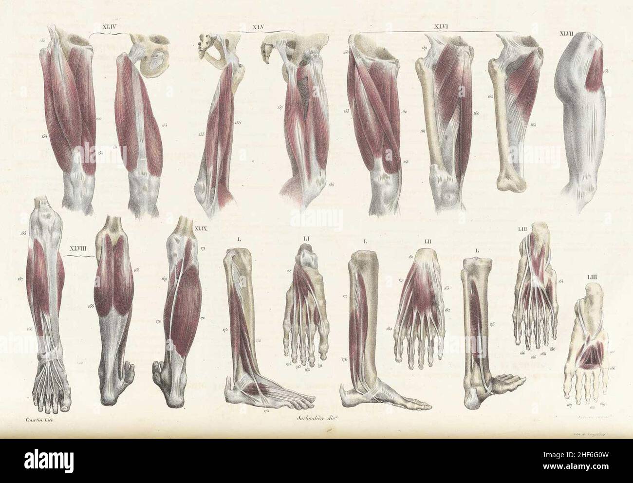 Musculi hi-res stock photography and images - Alamy