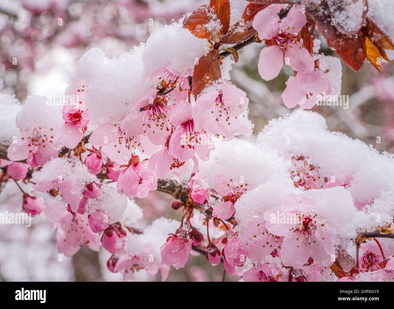 Ice capped flowers hi-res stock photography and images - Alamy
