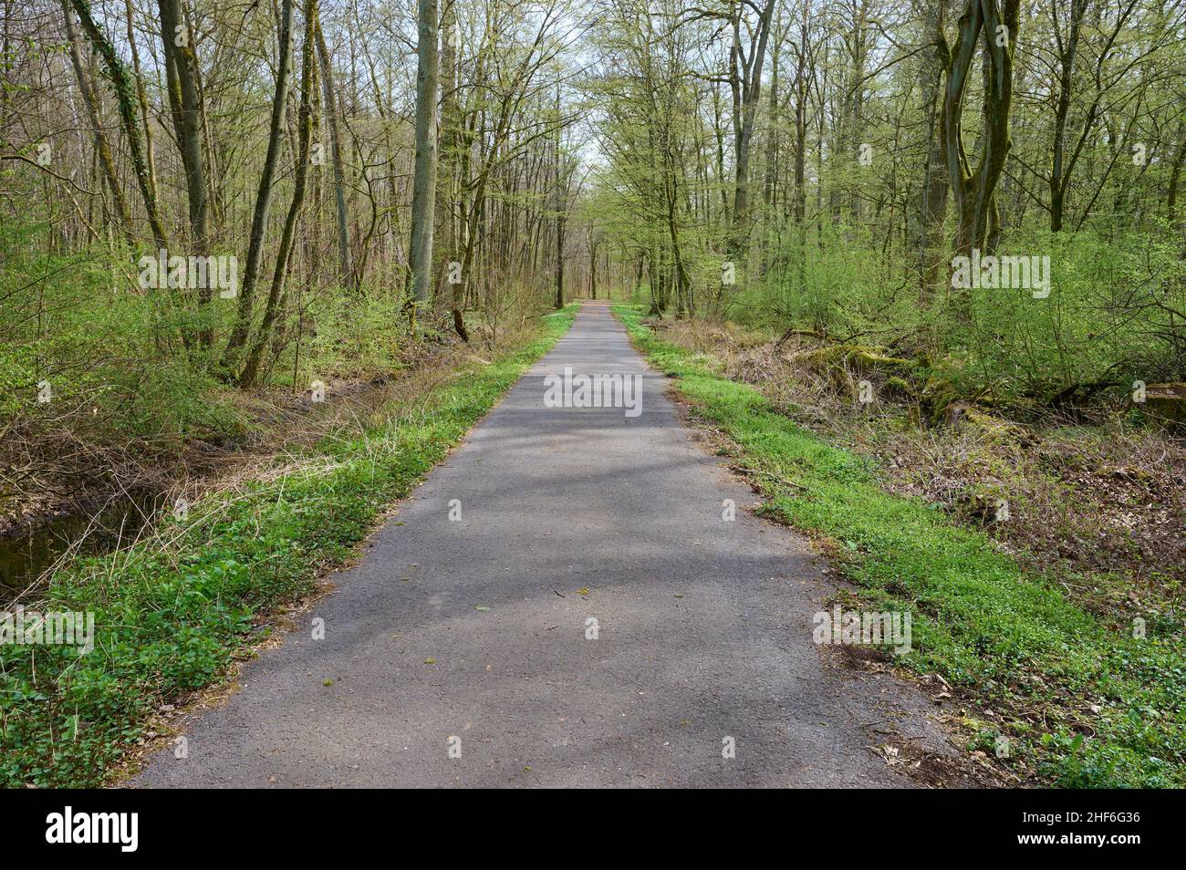Hiking trail, wild garlic, alluvial forest, spring, Kinzig, Erlensee ...