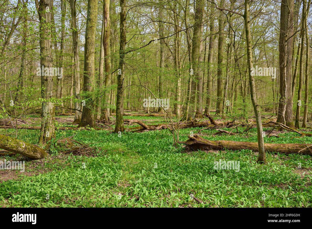 Wild garlic, alluvial forest, spring, Kinzig, Erlensee, Hanau, Hesse ...