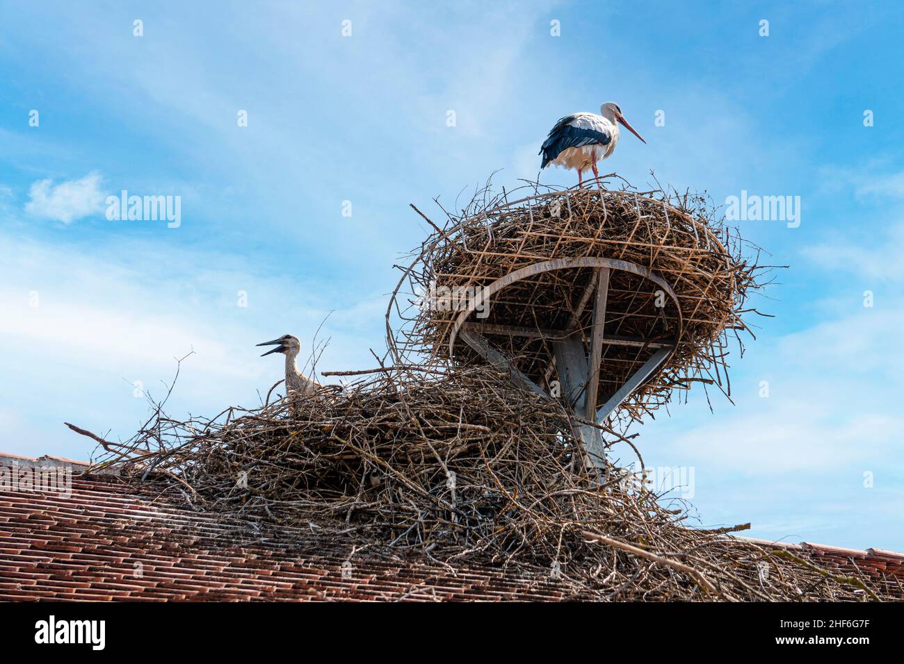 Storks stork nest Stock Photo - Alamy