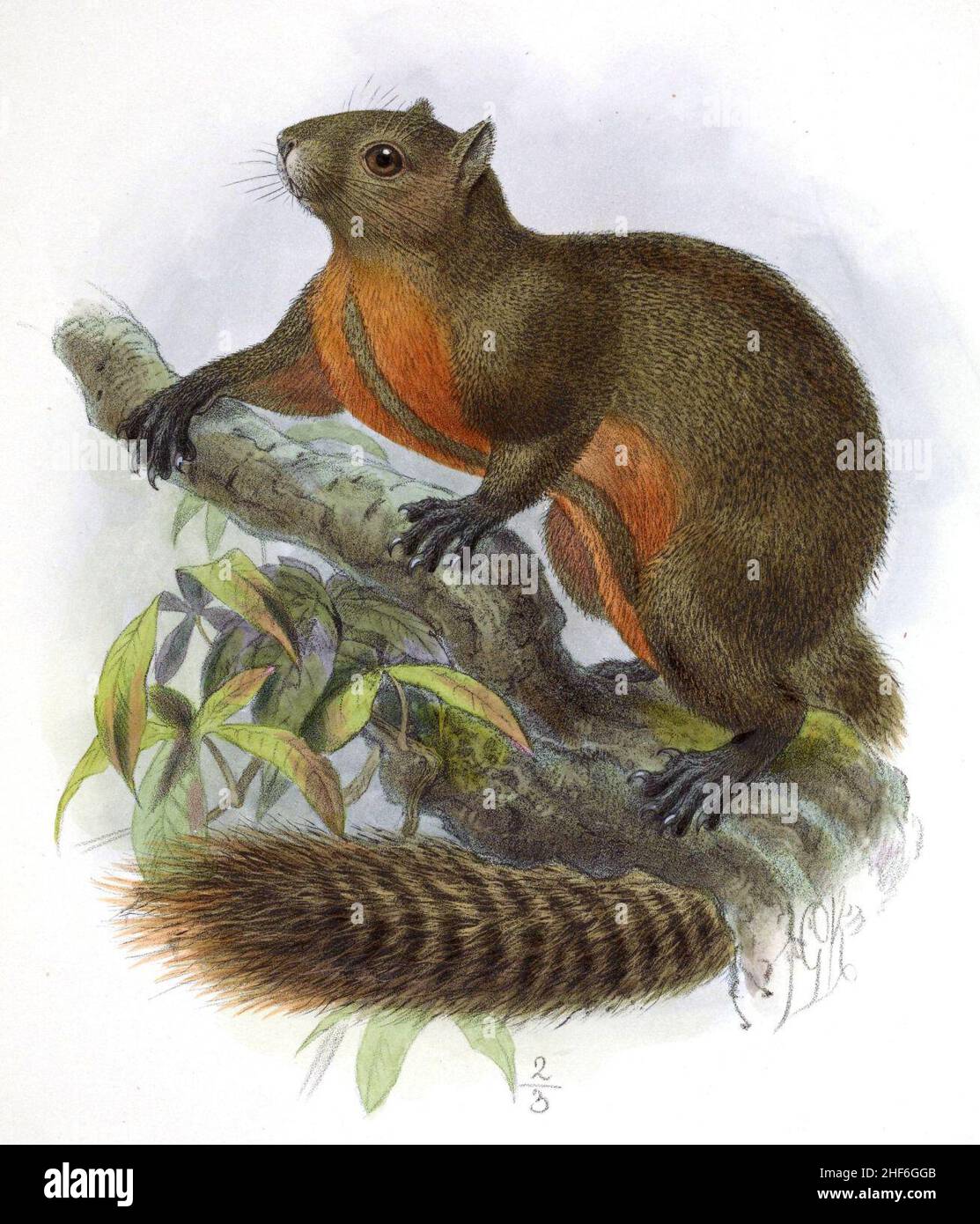 Sciurus gordoni Keulemans Stock Photo - Alamy
