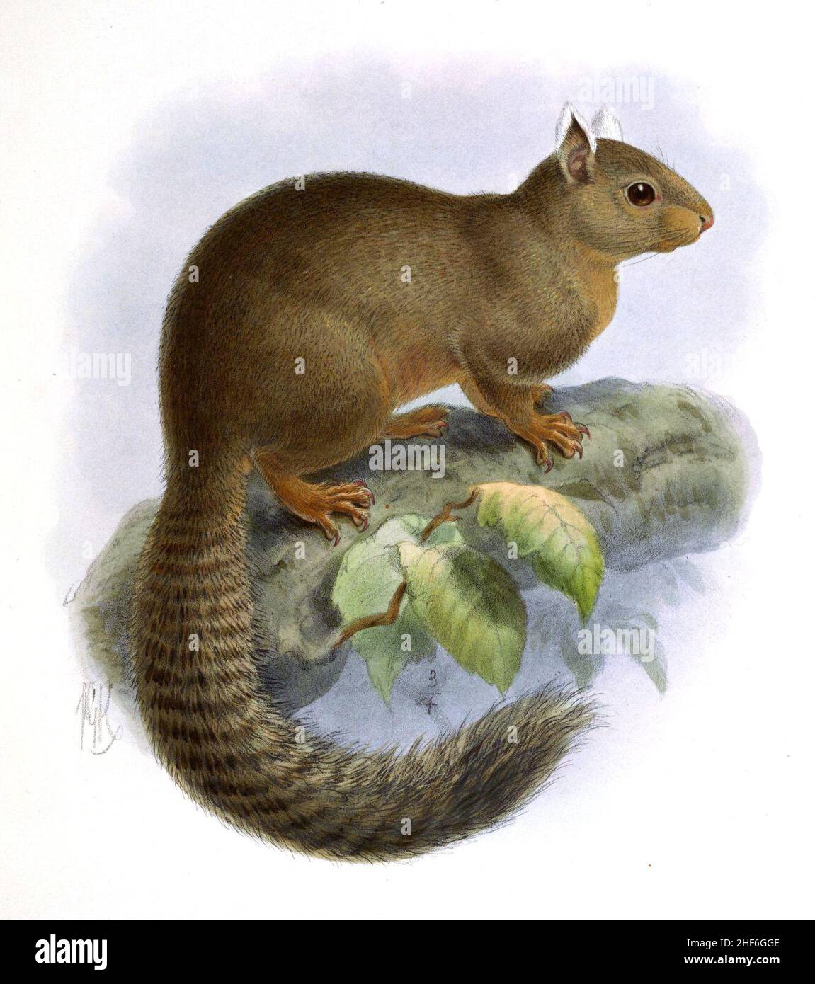 Sciurus alstoni Keulemans Stock Photo - Alamy