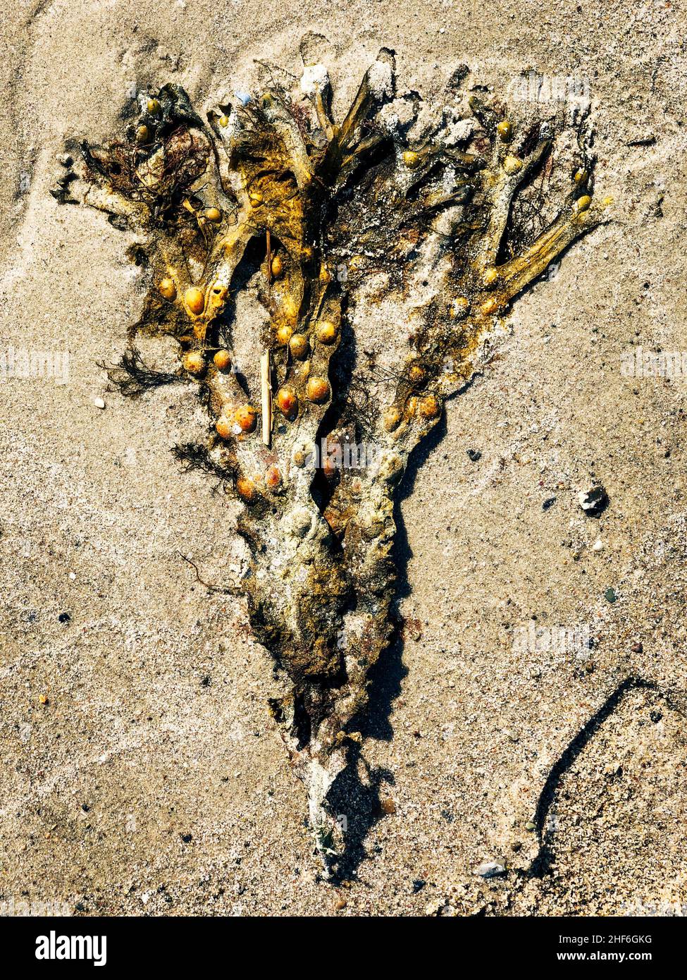 Beach, sand, algae, Fyn, Funen, West Funen, Denmark Stock Photo - Alamy