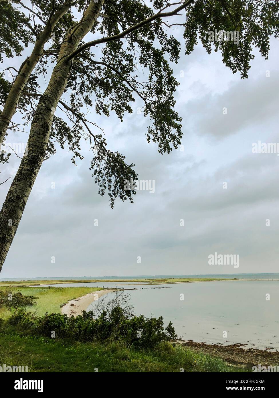 Tree, beach, water, sea, Fyn, Funen, Assens, landscape, West Funen ...