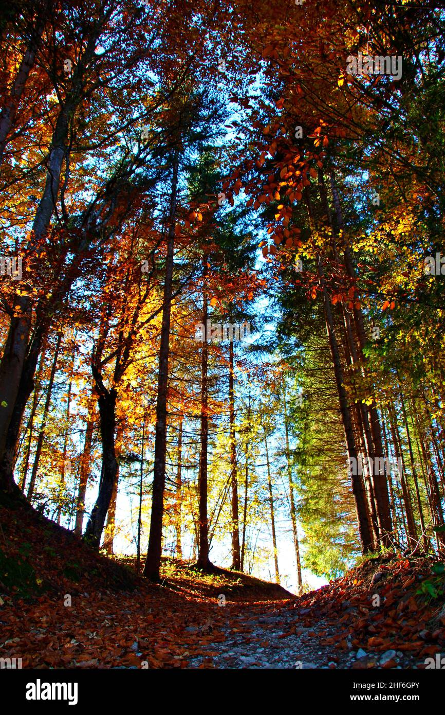 Germany, Bavaria, Werdenfels, Gerold, forest path in autumn, bright ...