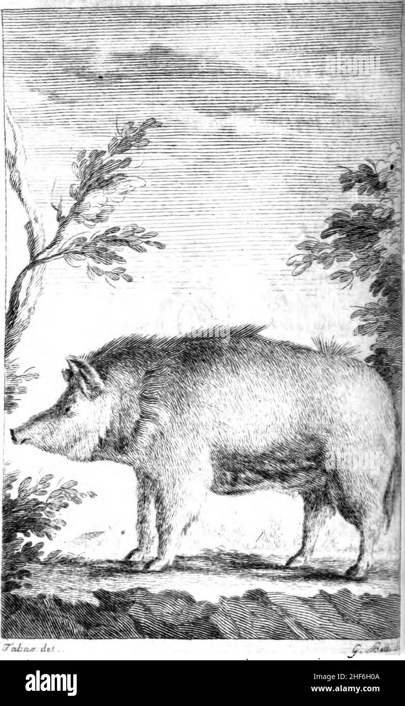 Sardinian pig, from Cetti 1774 Stock Photo - Alamy