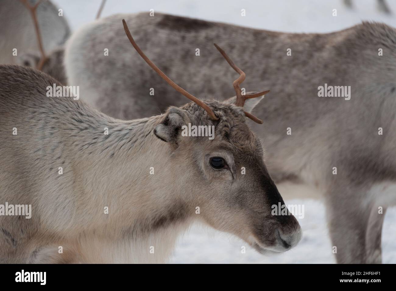 Raattama hi-res stock photography and images - Alamy