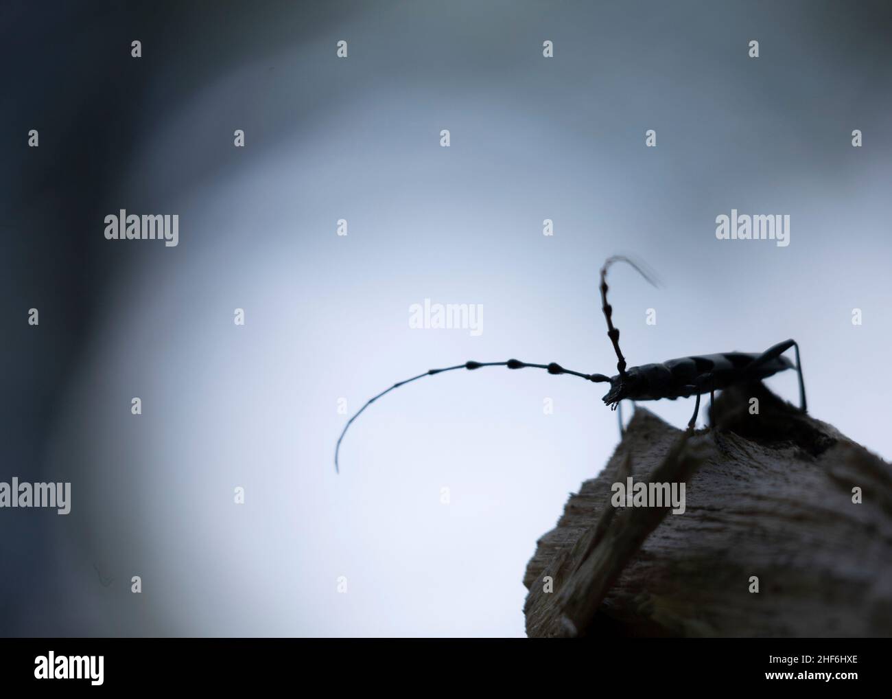 Bug no stump hi-res stock photography and images - Alamy
