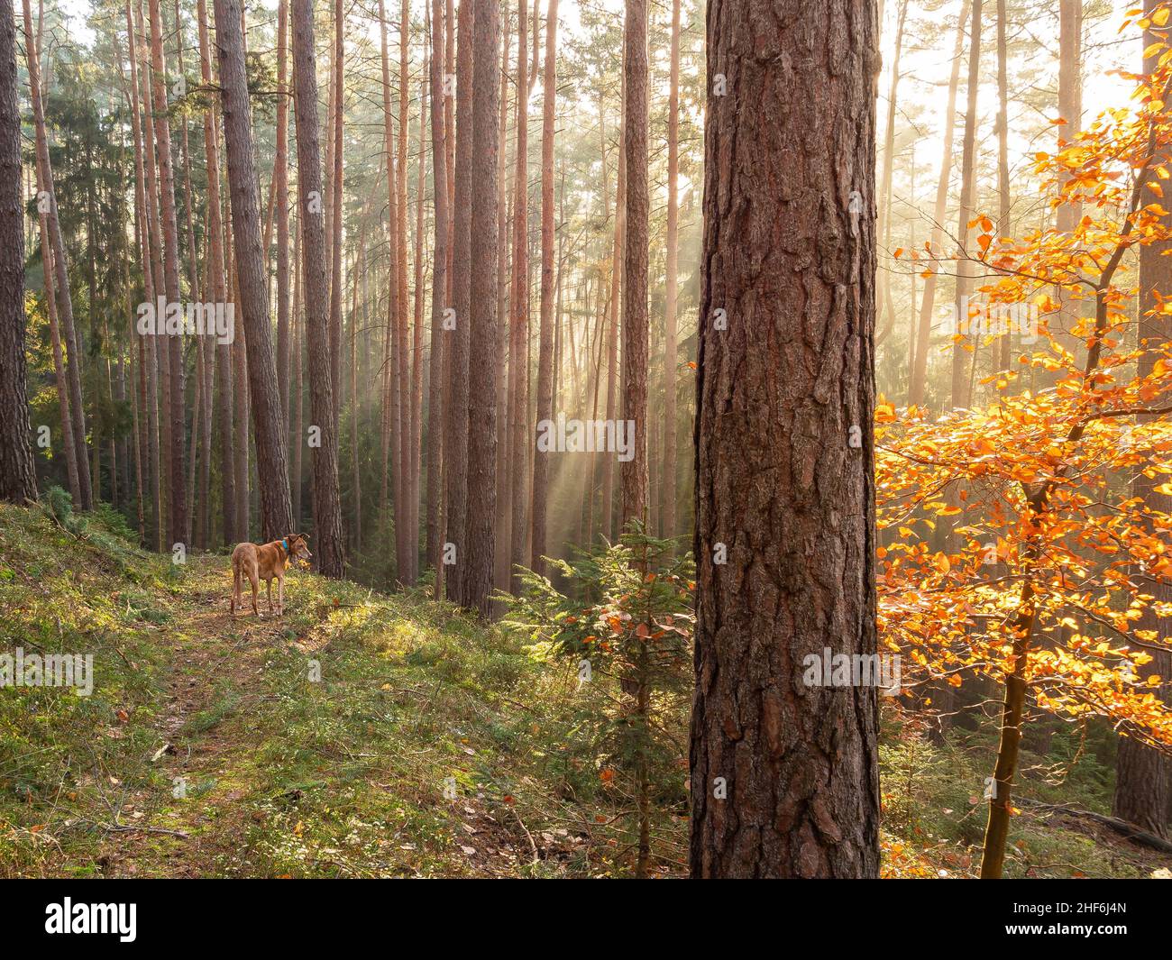 Autumn walk in the forest Stock Photo - Alamy