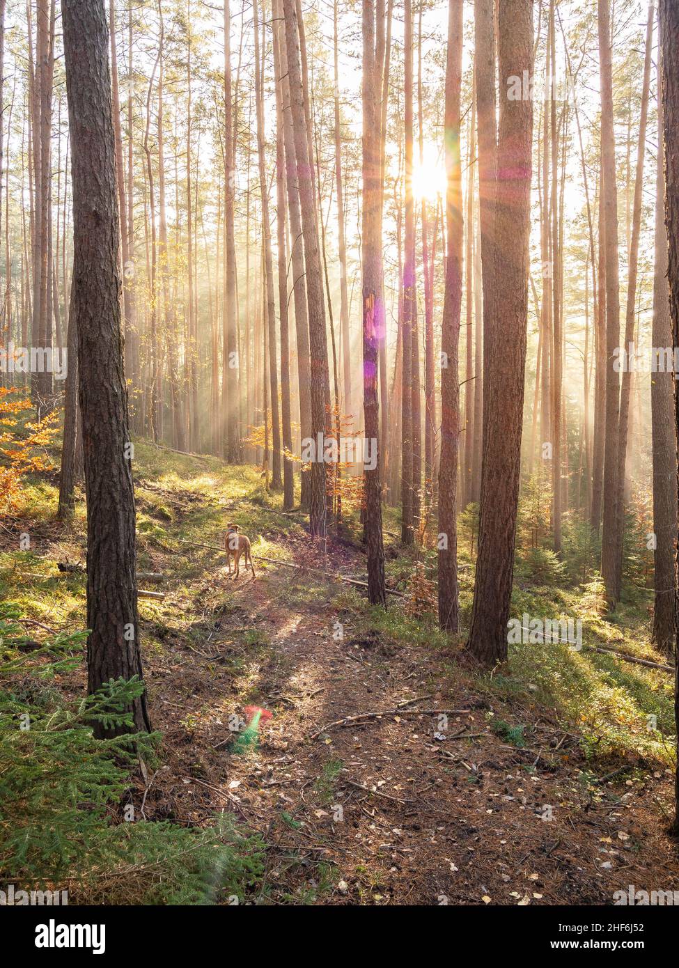 Autumn walk in the forest Stock Photo - Alamy