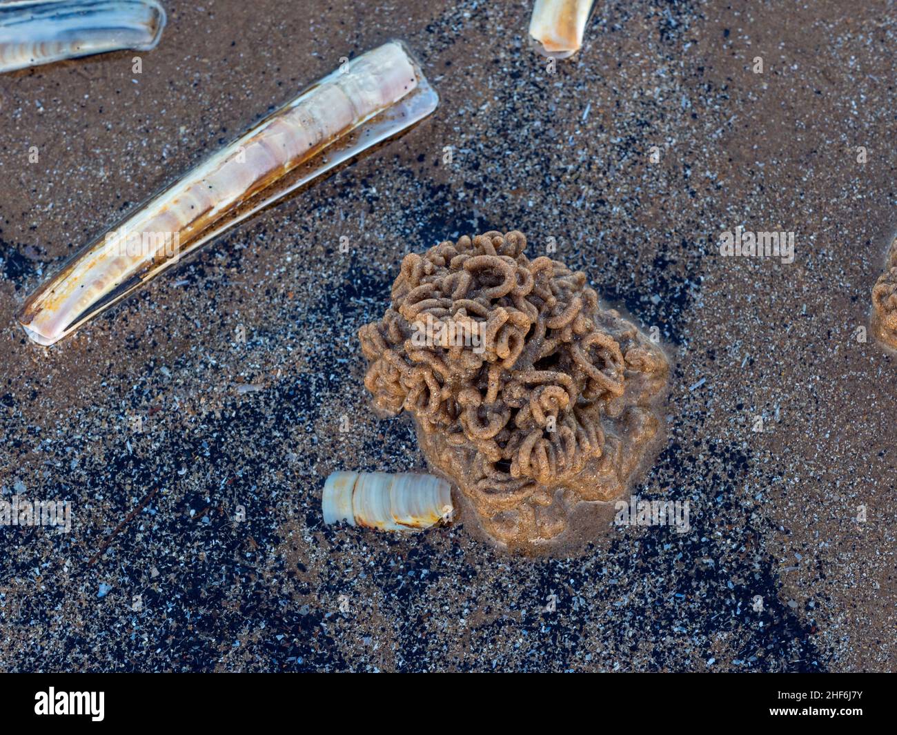 Burrow sand sandy worm hi-res stock photography and images - Alamy