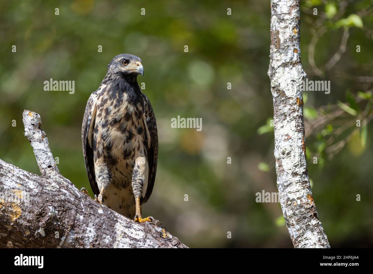 Buzzards in america hi-res stock photography and images - Alamy