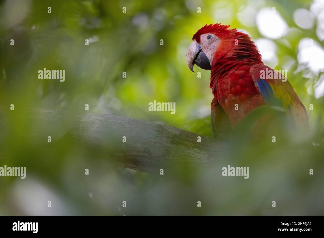Scarlet macaw photography hi-res stock photography and images - Alamy