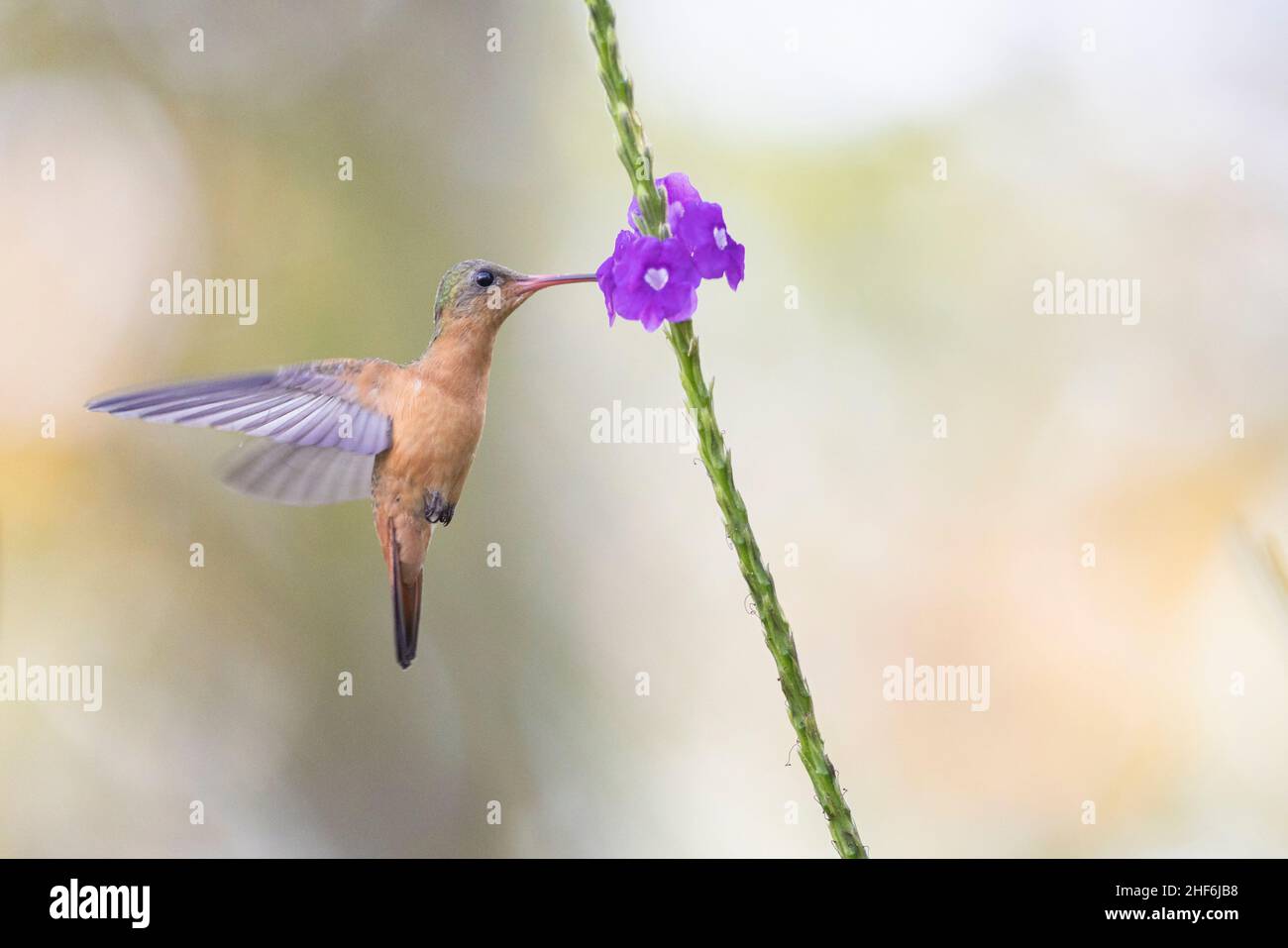 Honeysucker bird hi-res stock photography and images - Alamy