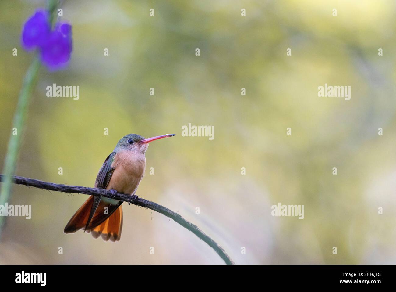 Wild hummingbird in Costa Rica Stock Photo - Alamy