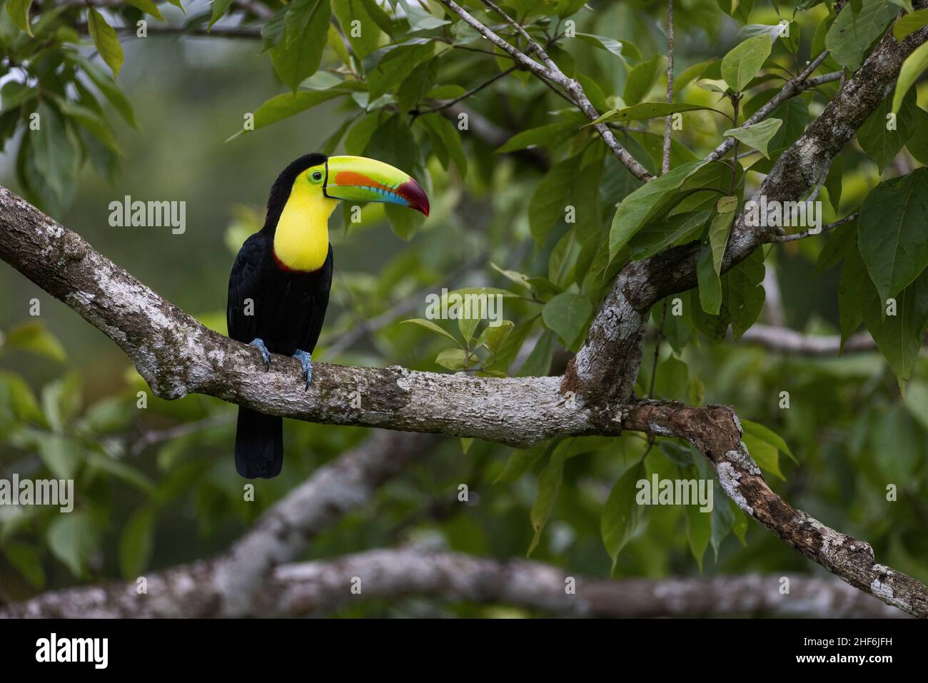 Wild toucan in Costa Rica Stock Photo - Alamy