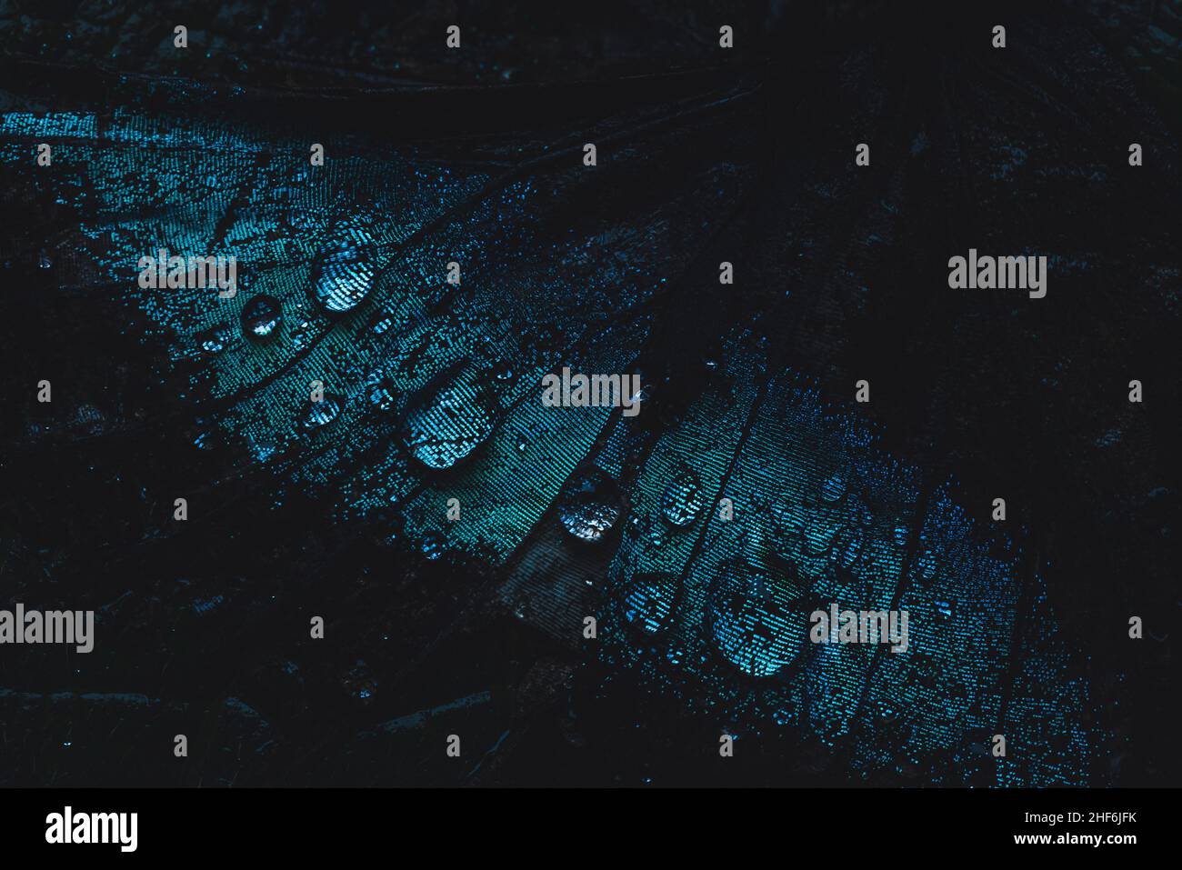 Artistic photo of a dead blue morpho Stock Photo - Alamy