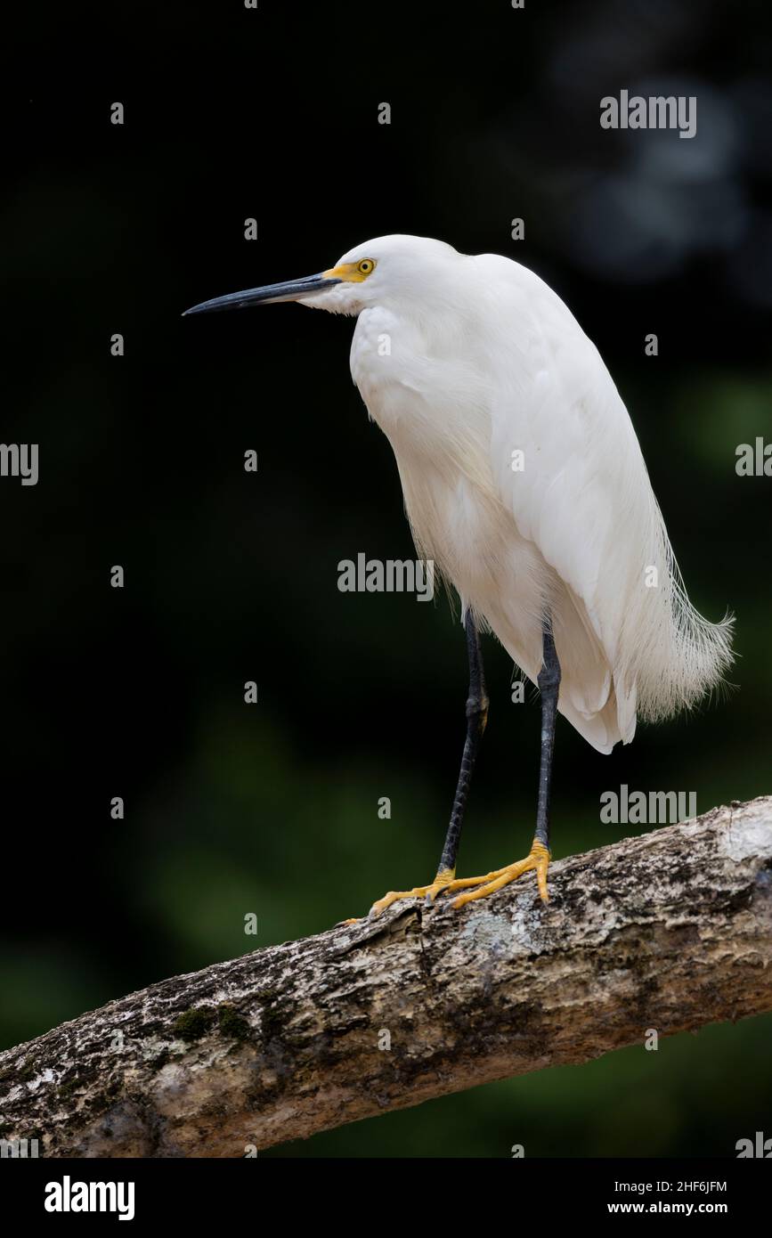 Great Egret living in the wild in Costa Rica Stock Photo - Alamy