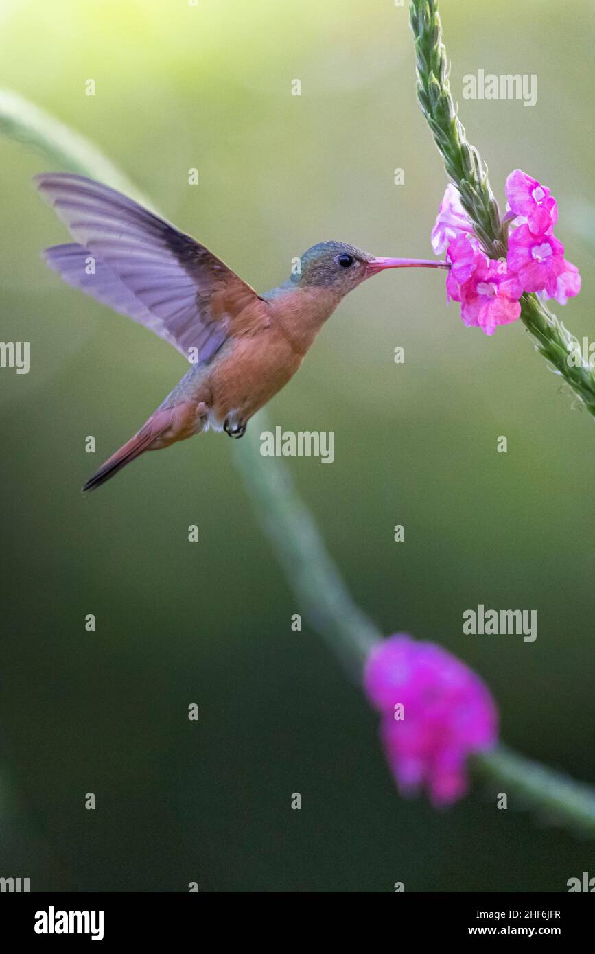 Wild hummingbird in Costa Rica Stock Photo - Alamy