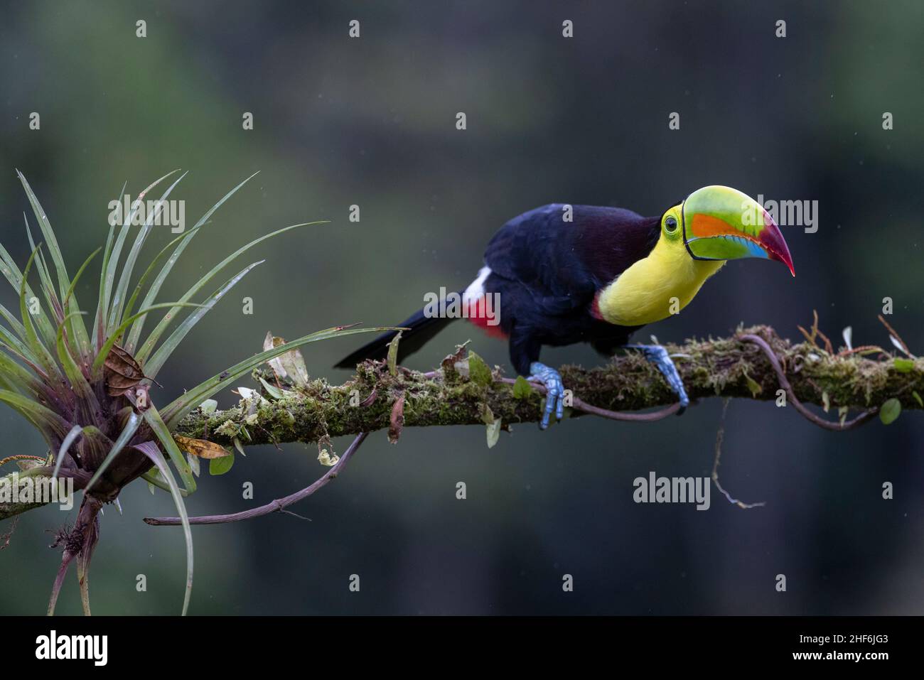 Wild toucan in Costa Rica Stock Photo - Alamy