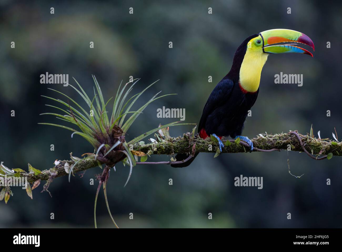 Wild toucan in Costa Rica Stock Photo - Alamy