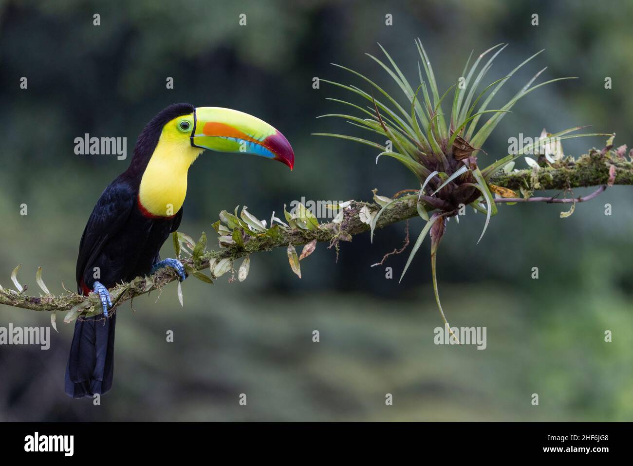 Wild toucan in Costa Rica Stock Photo - Alamy