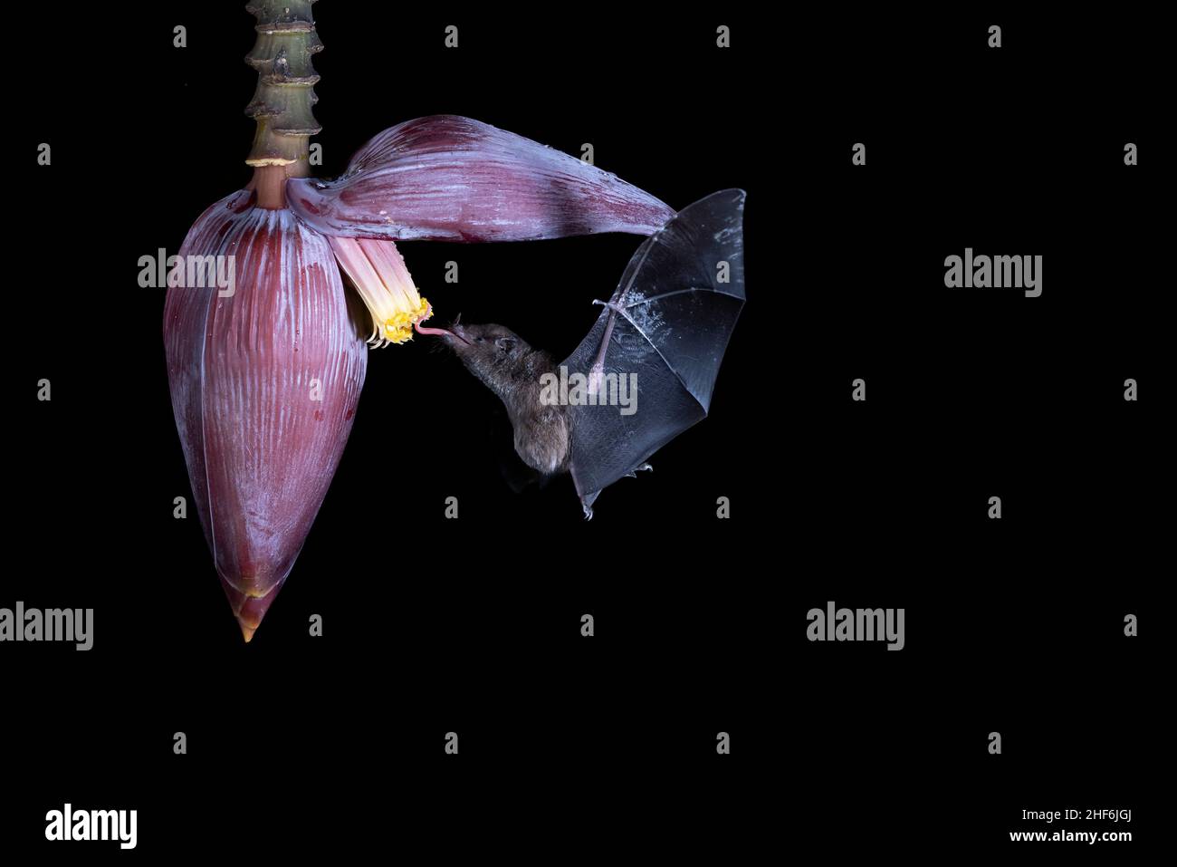 Blossom bat hi-res stock photography and images - Alamy