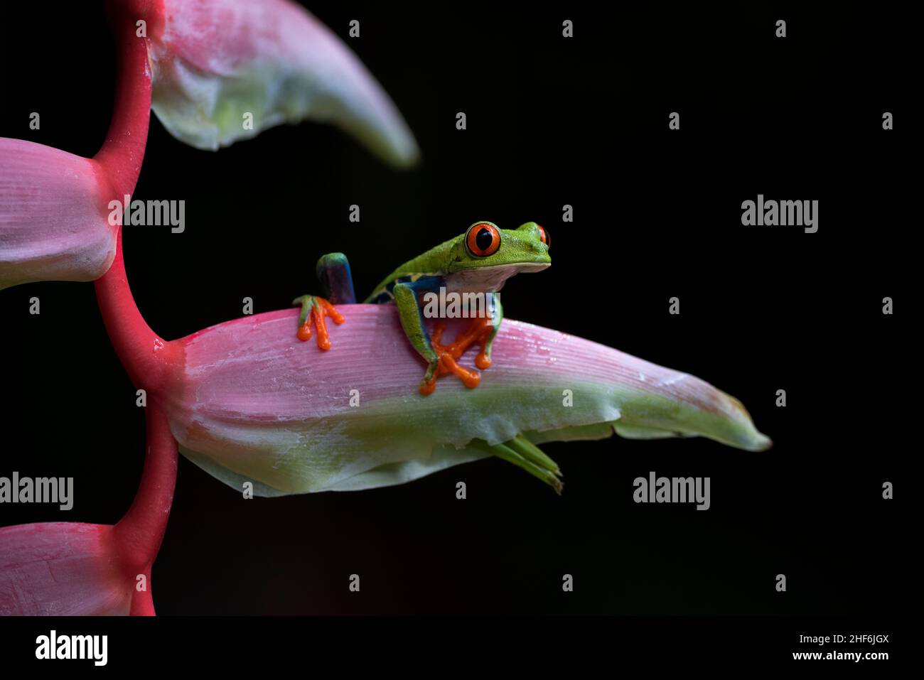 Red-eyed tree frog in Costa Rica Stock Photo - Alamy