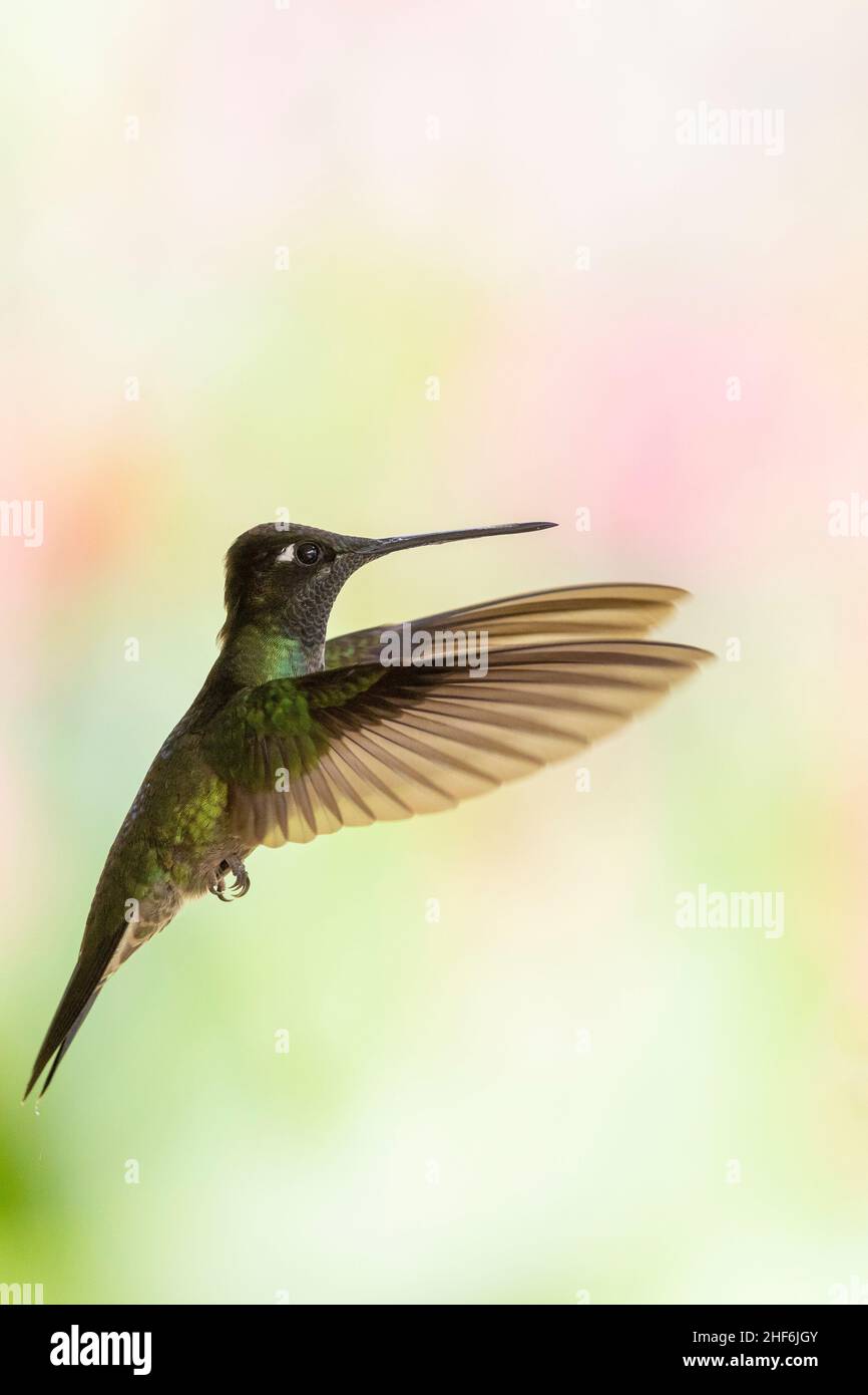 Flying hummingbird in Costa Rica Stock Photo - Alamy