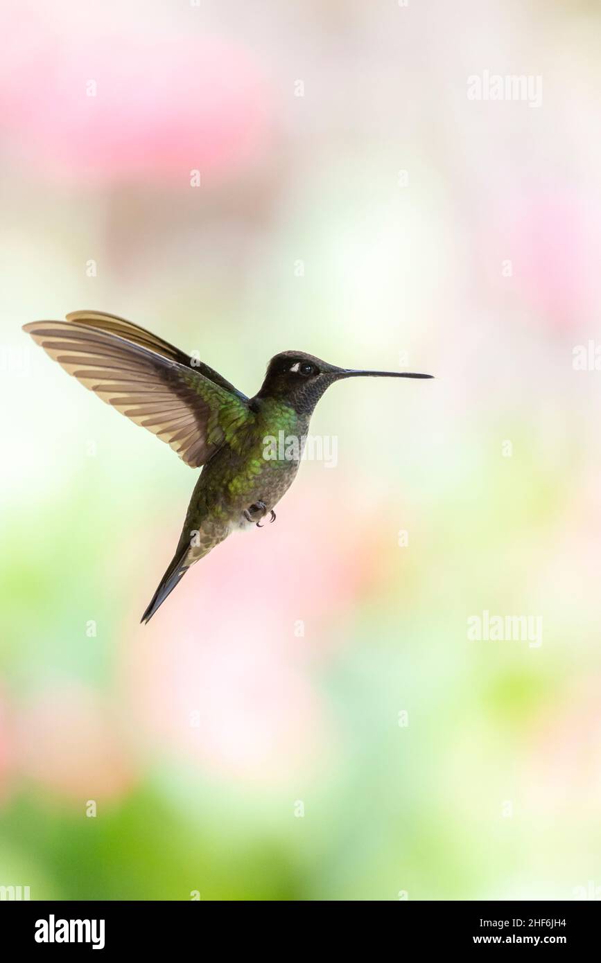 Flying hummingbird in Costa Rica Stock Photo - Alamy
