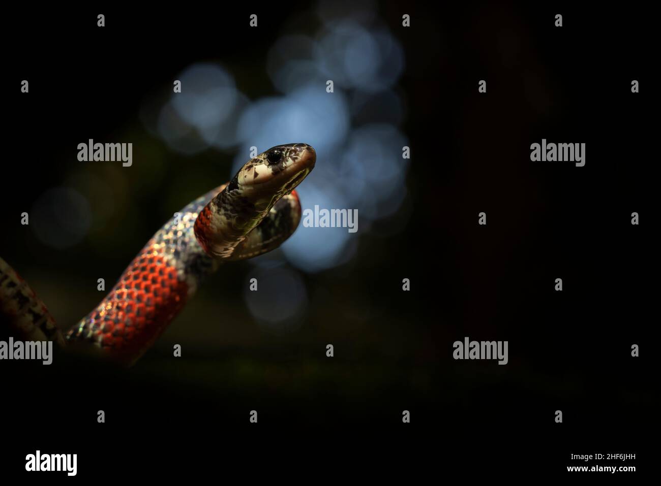 Costa rica coral snakes hi-res stock photography and images - Alamy