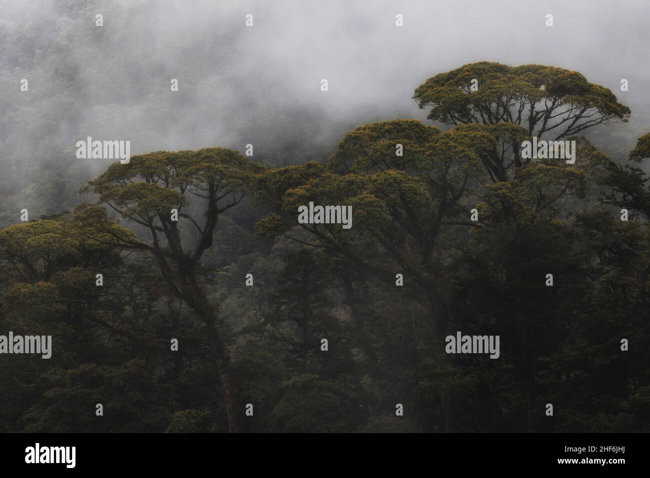 Rainforest atmosphere hi-res stock photography and images - Alamy