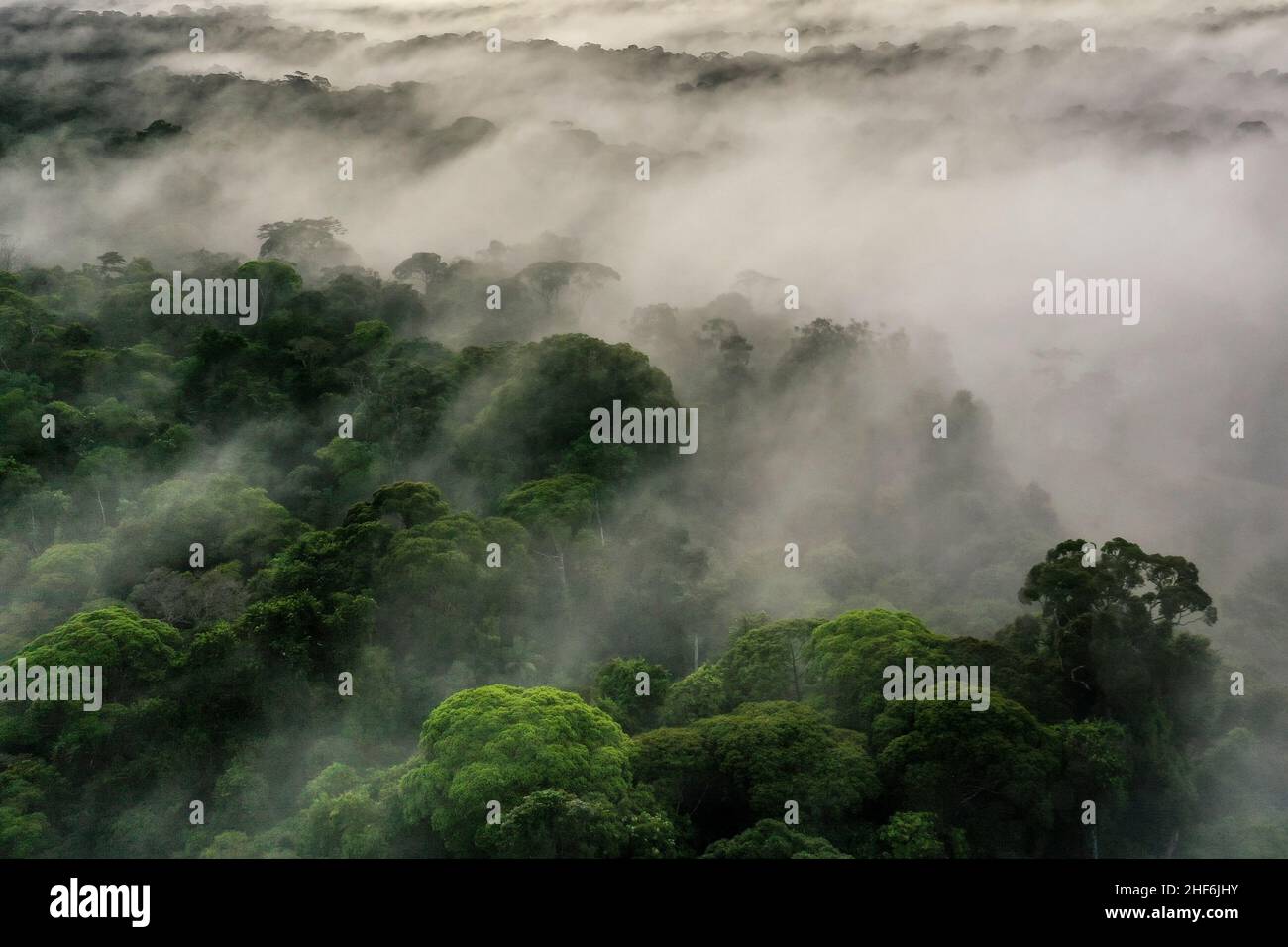 Foggy sunrise over the rainforest of Costa Rica Stock Photo - Alamy