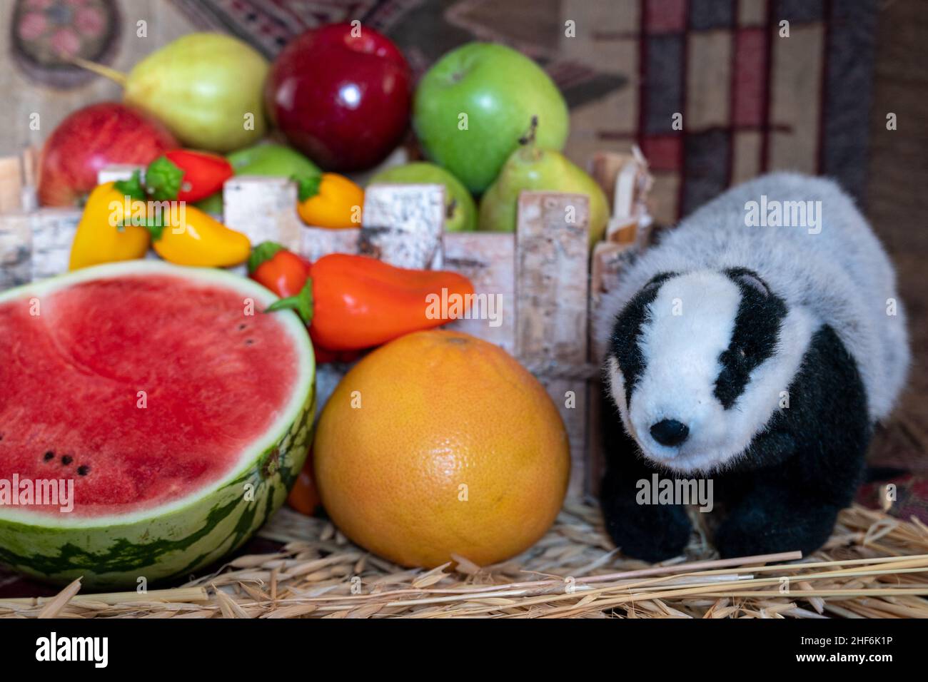 Badger close up hi-res stock photography and images - Alamy