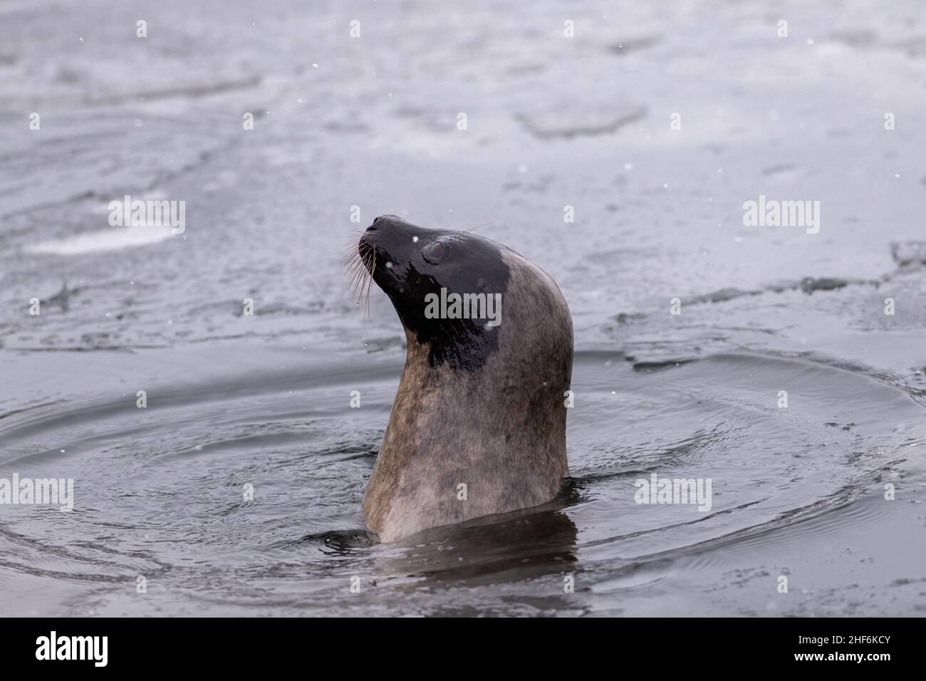 Harp Seal Adult