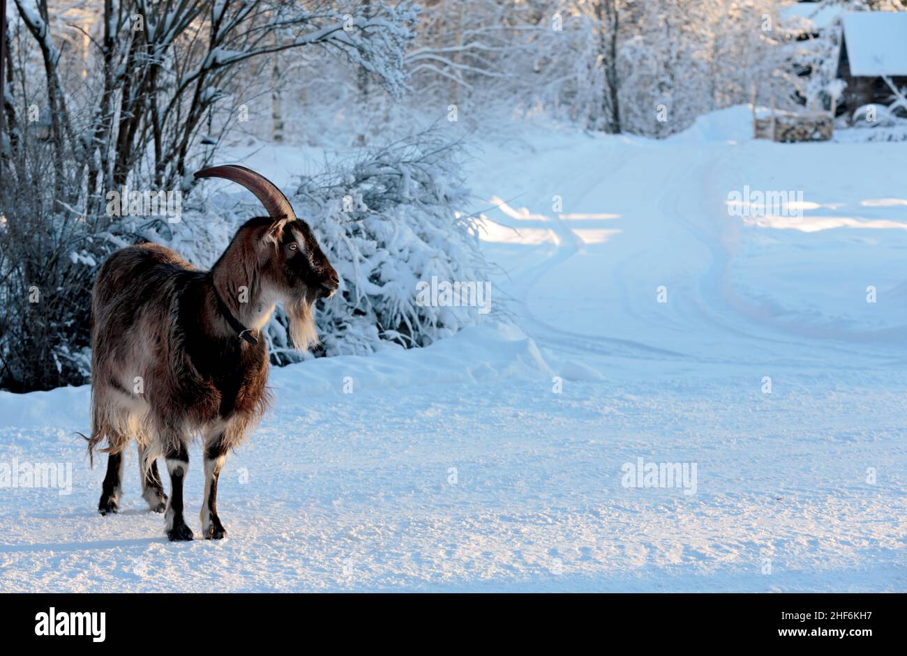 A goat with big horns standing in the middle of a country road Stock ...