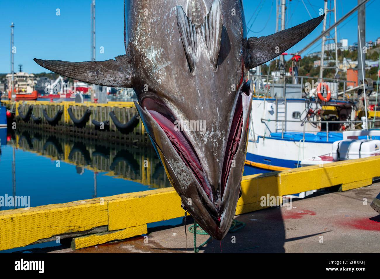 A large wild Atlantic bluefin tuna fish hanging from a pulley on a ...