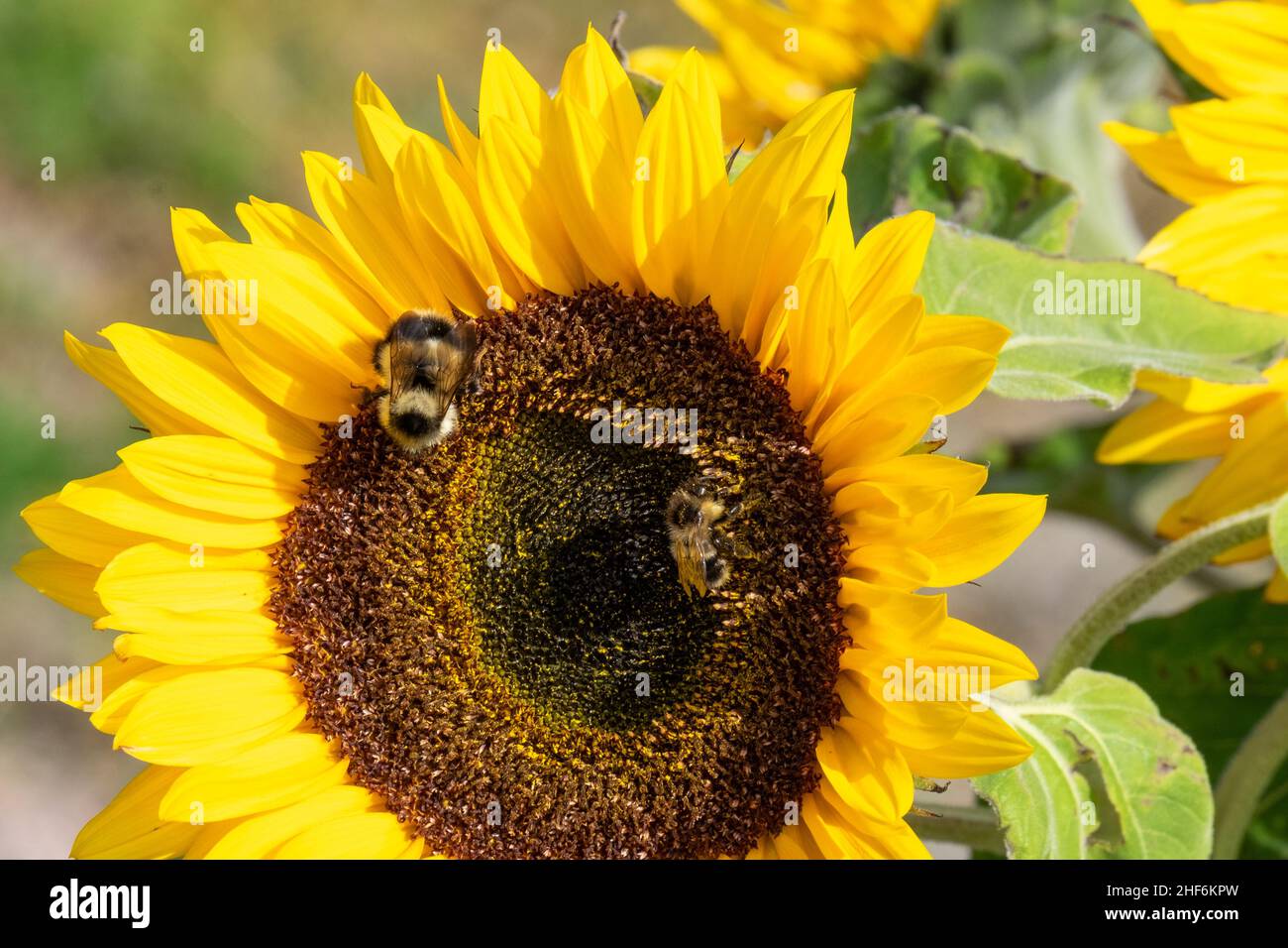 Multiple honey bees perched on the tiny blossoms in the center of a ...