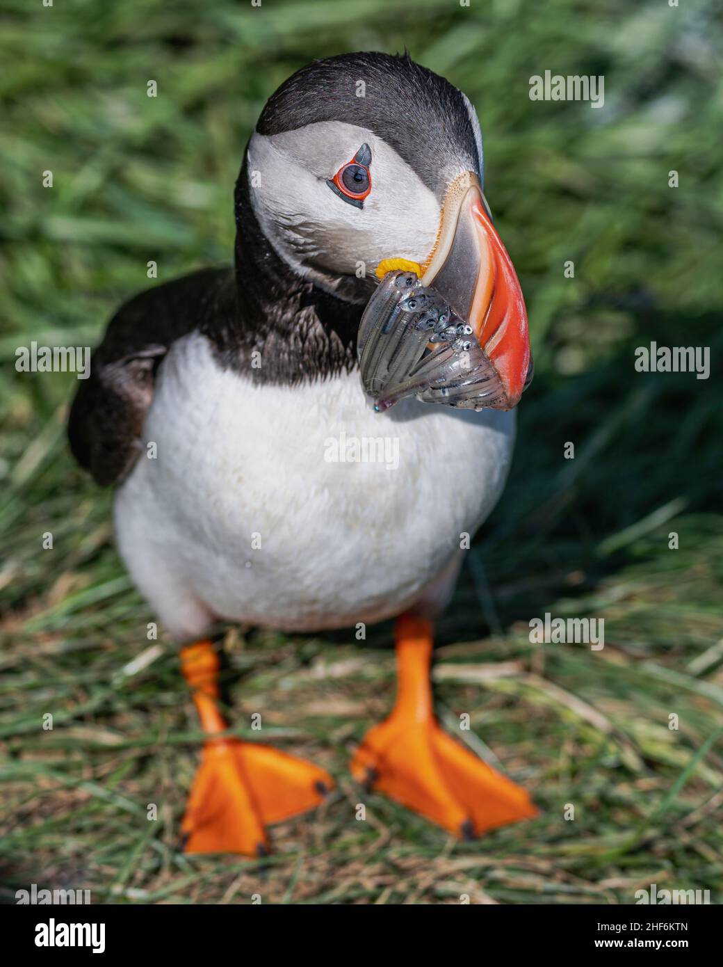 Puffin beaks hi-res stock photography and images - Alamy